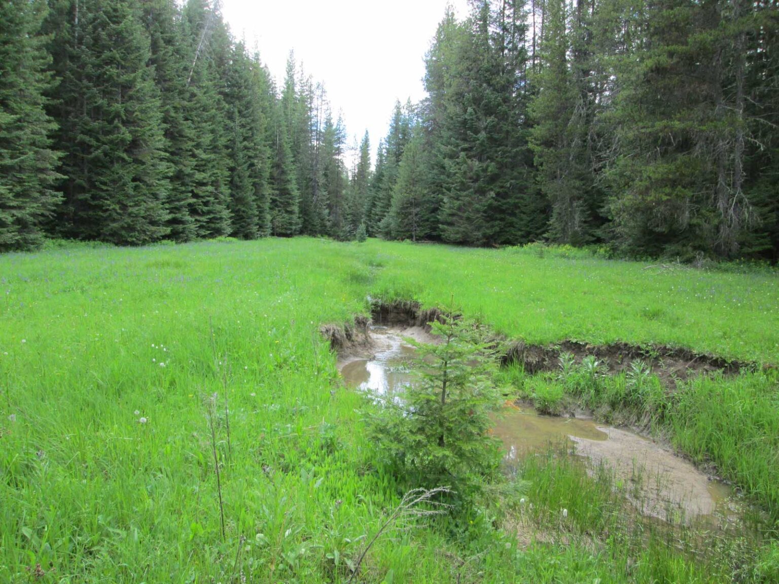 U.S. Forest Service Stream and Meadow Restoration - Hatter Creek Earthworks